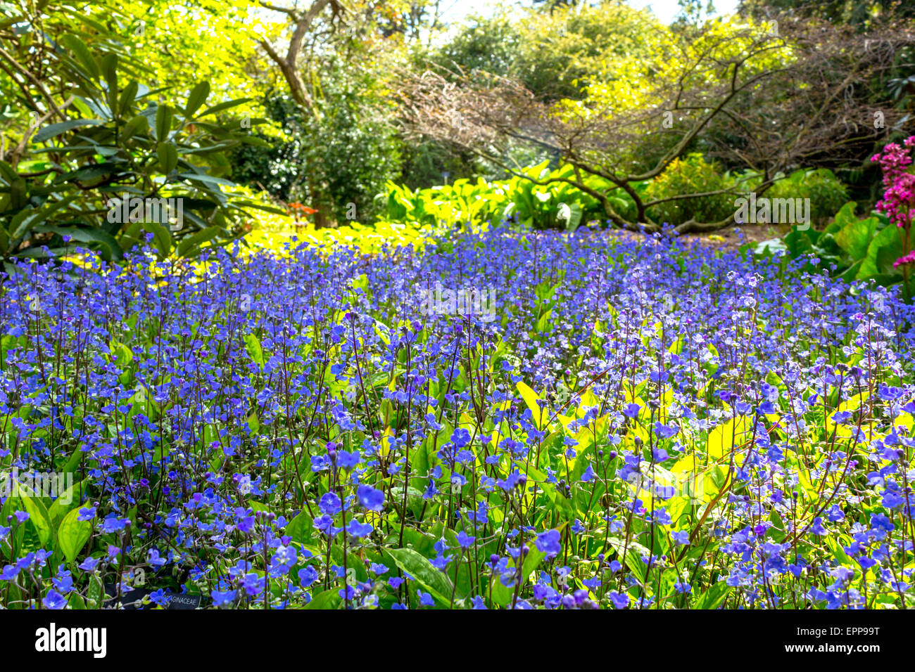 Blue Spring flowers blossom Stock Photo - Alamy