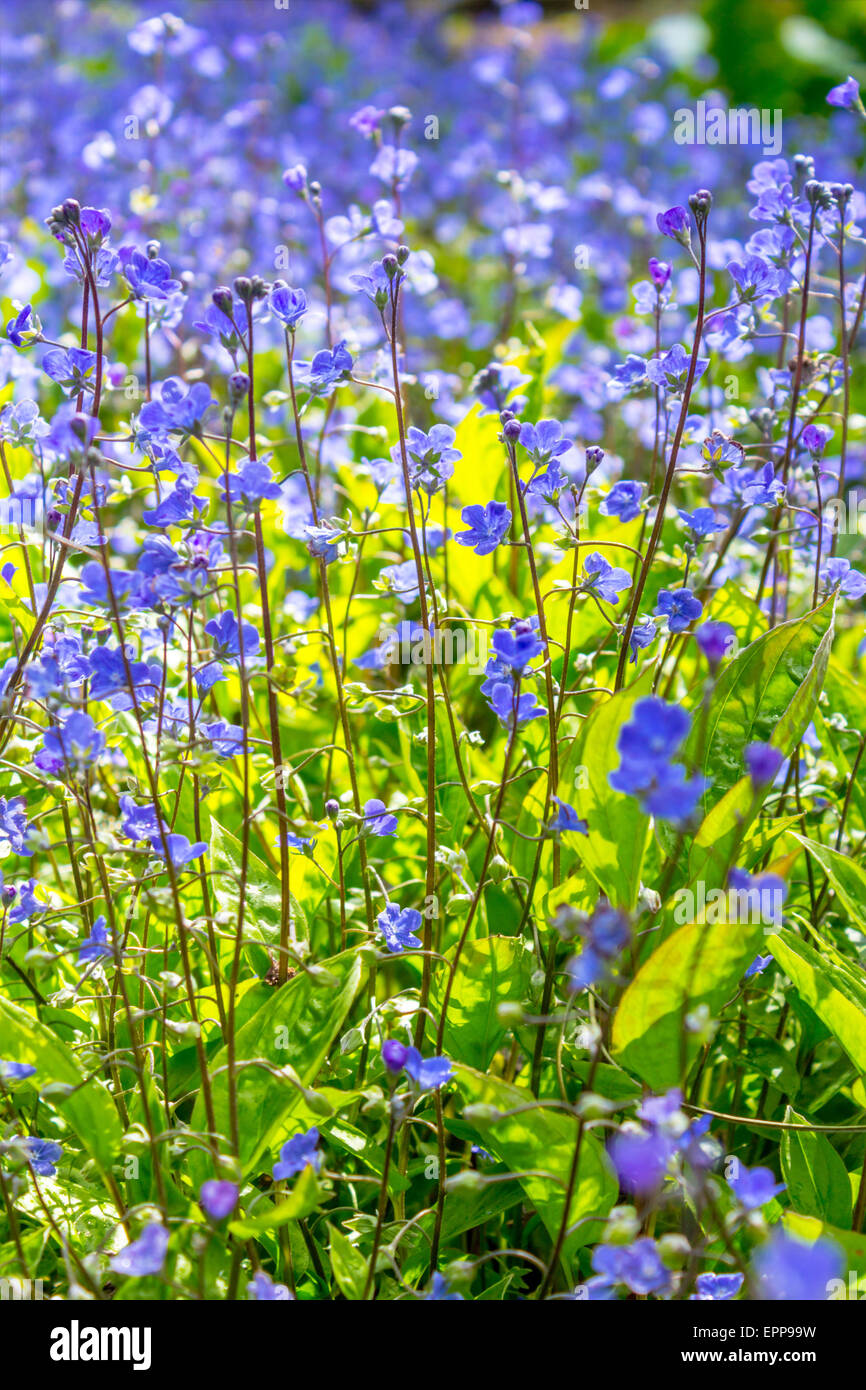 Blue Spring flowers blossom Stock Photo - Alamy