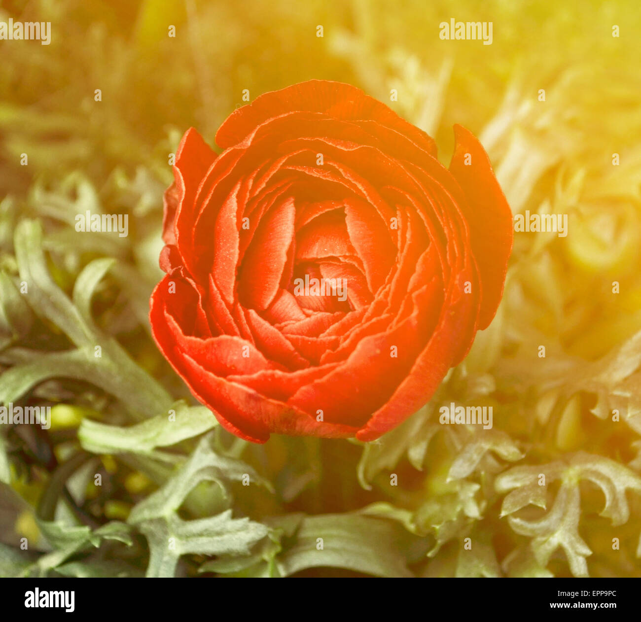 Beautiful rose flower closeup Stock Photo - Alamy