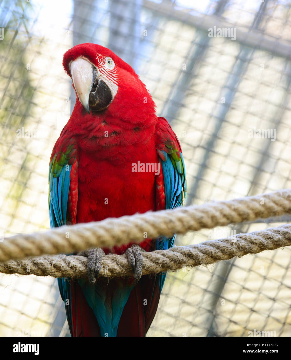 Macaw sitting on a branch Stock Photo - Alamy