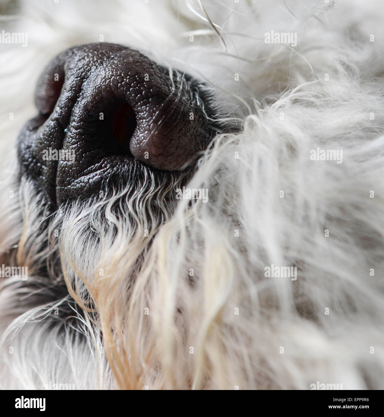 Macro of dog nose hi-res stock photography and images - Alamy