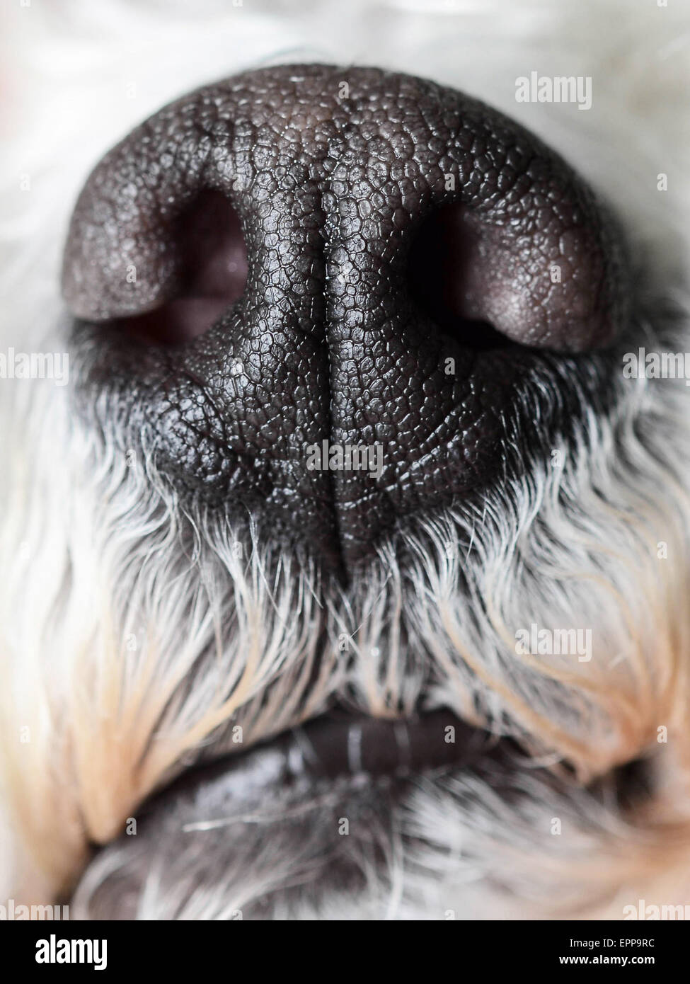 Macro shot of dog nose Stock Photo - Alamy