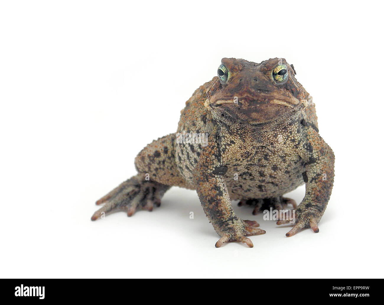A hideous ugly toad with warts isolated on white Stock Photo - Alamy