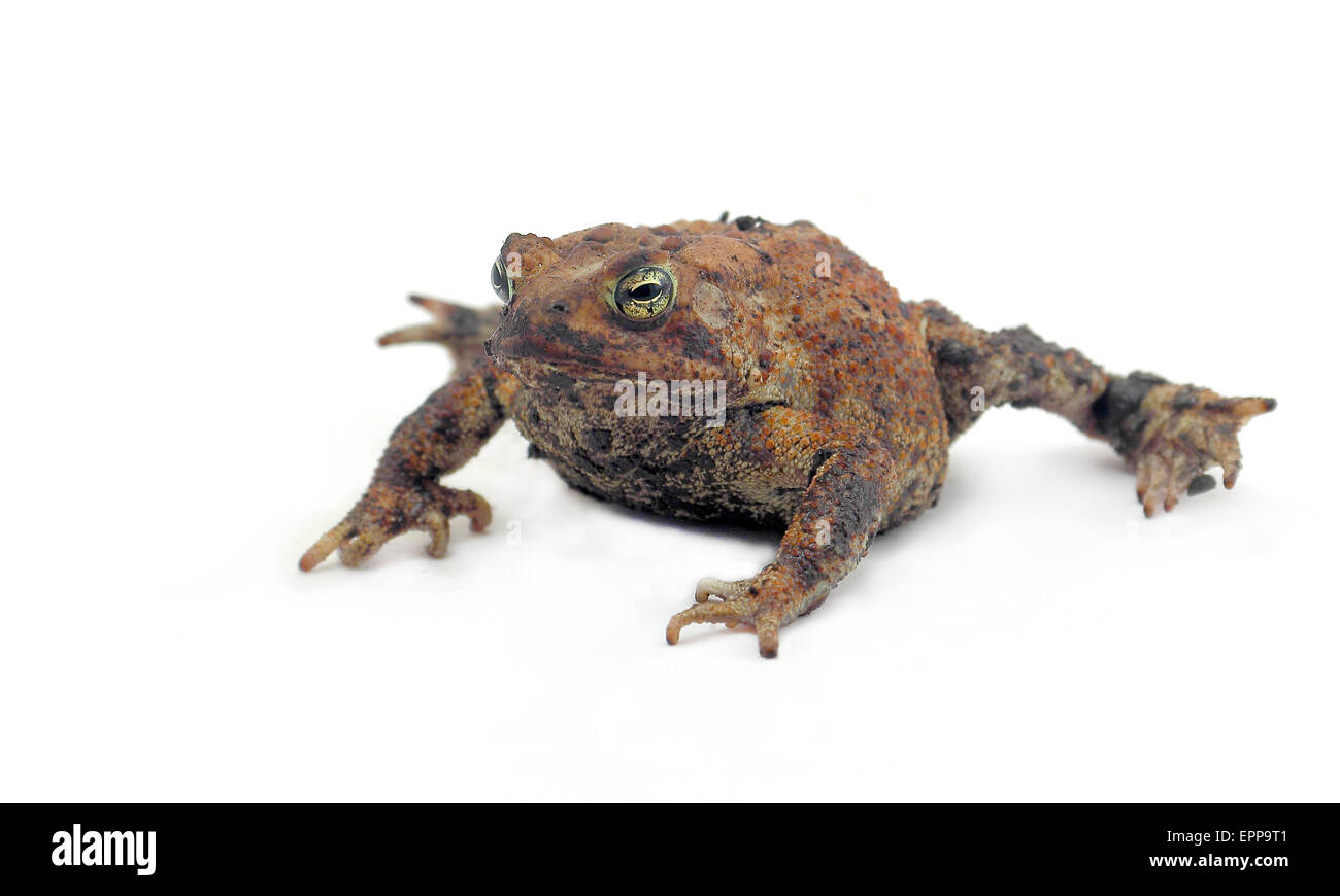 A hideous ugly toad isolated on white Stock Photo - Alamy