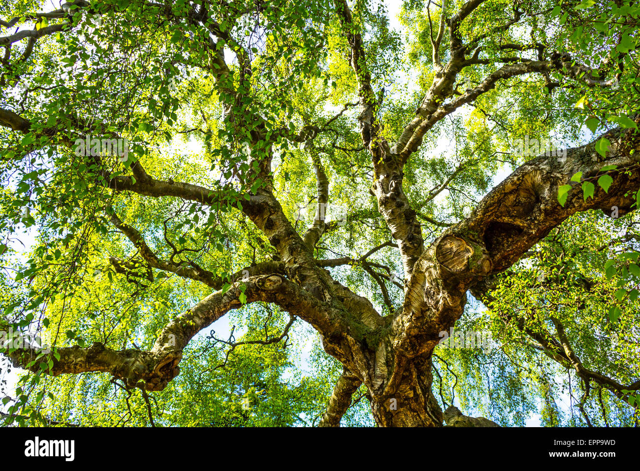 An old birch tree with long branches in Spring time Stock Photo - Alamy