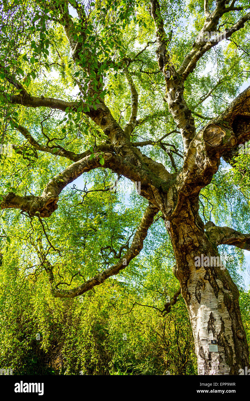 An old birch tree with long branches in Spring time Stock Photo - Alamy