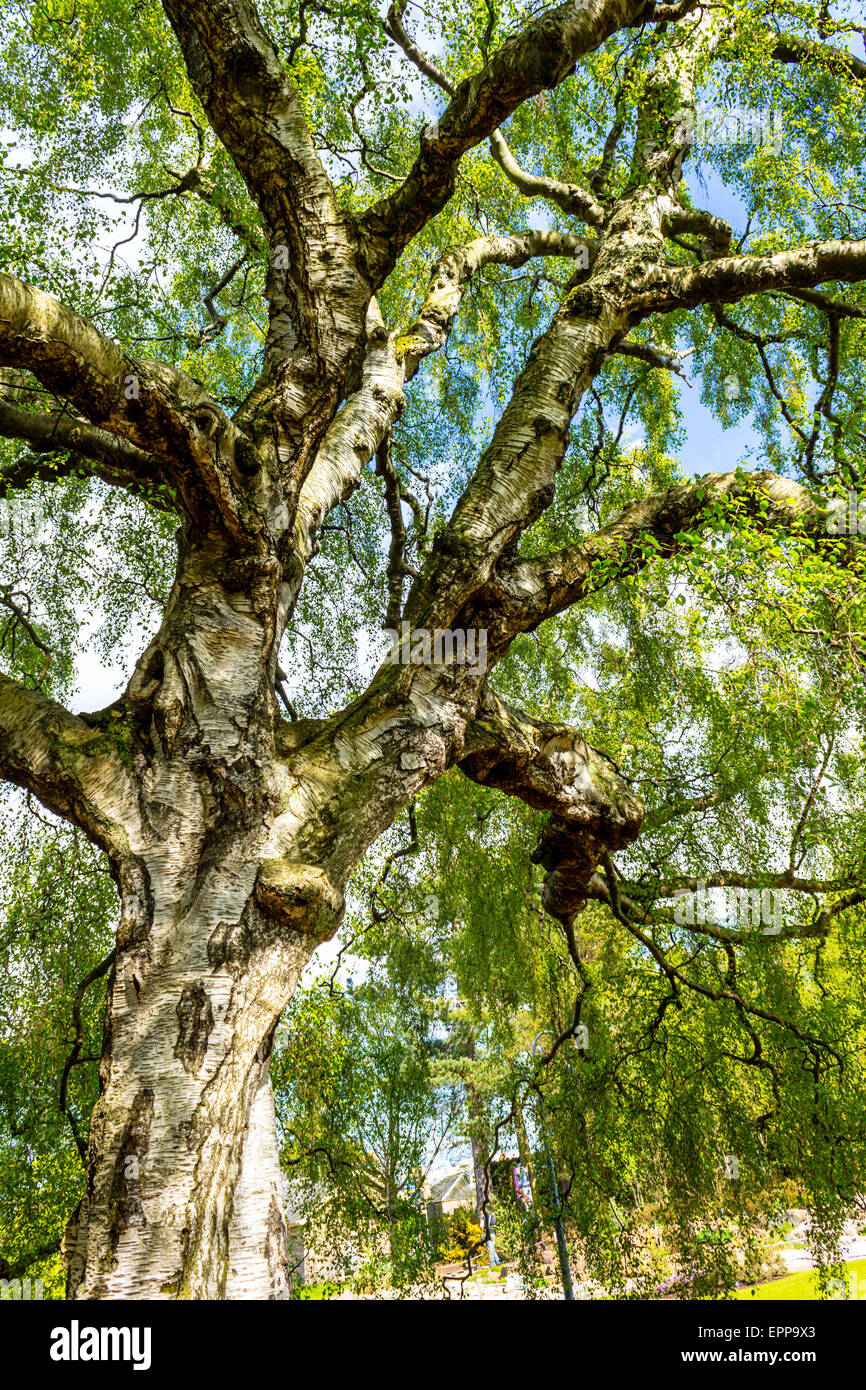 An old birch tree with long branches in Spring time Stock Photo - Alamy