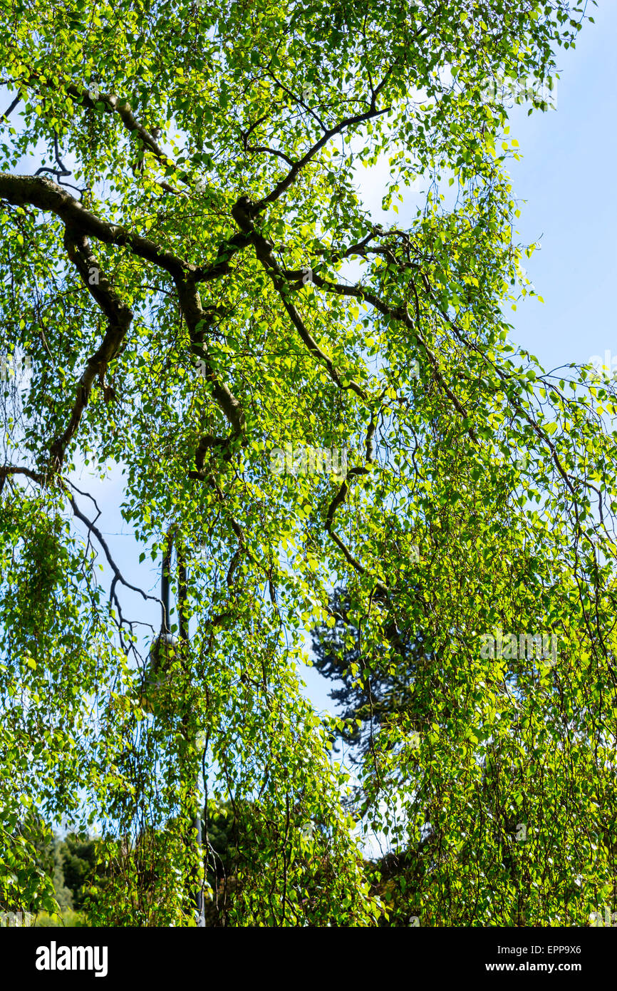 An old birch tree with long branches in Spring time Stock Photo - Alamy