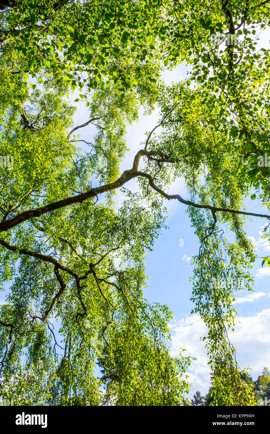 An old birch tree with long branches in Spring time Stock Photo - Alamy