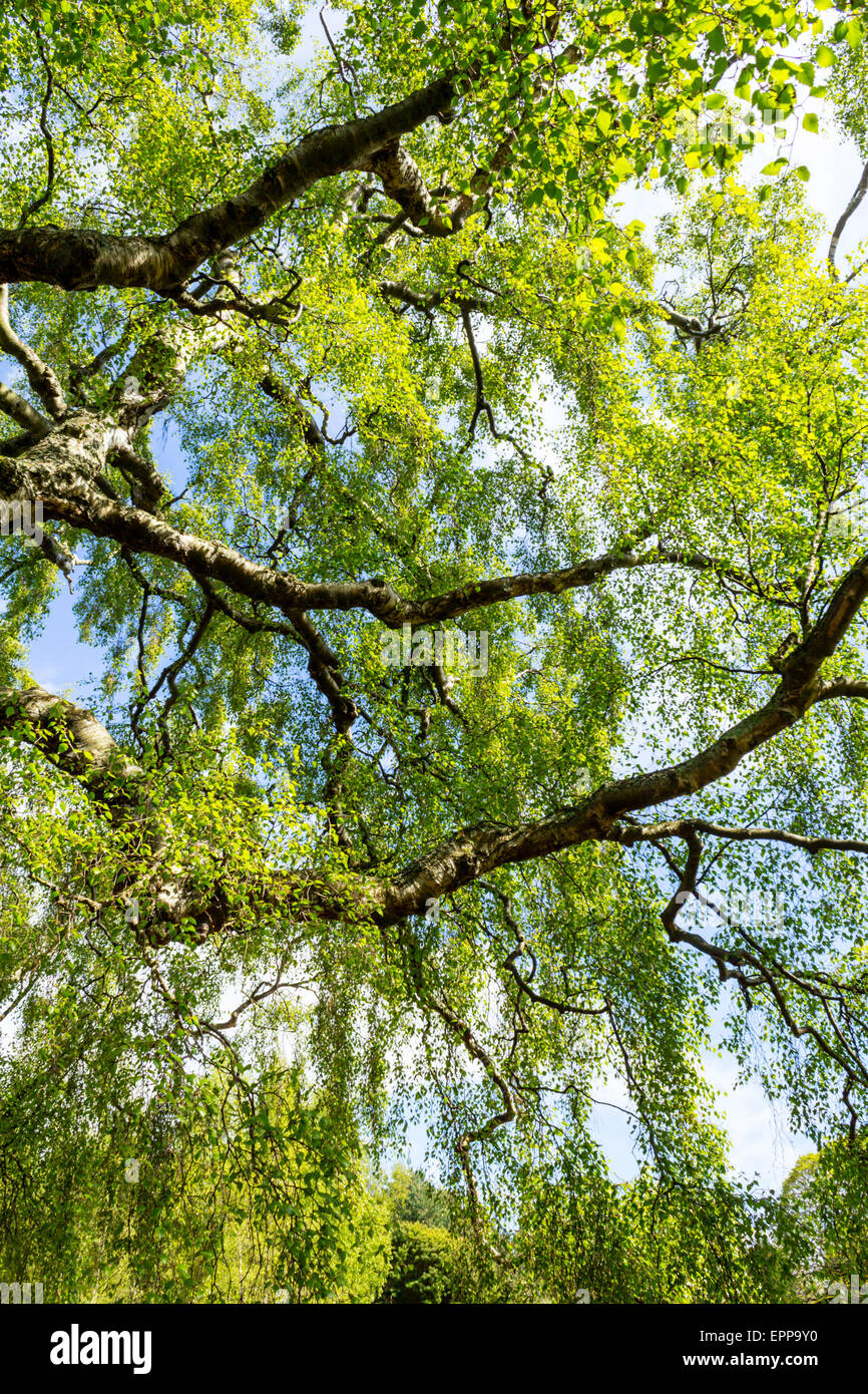 An old birch tree with long branches in Spring time Stock Photo - Alamy