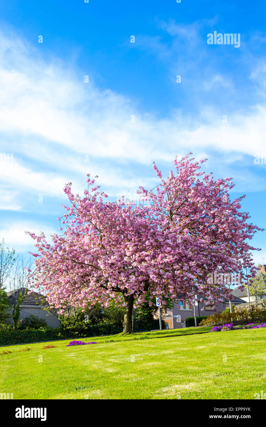 Beautiful Japanese cherry tree blossom in May Stock Photo - Alamy