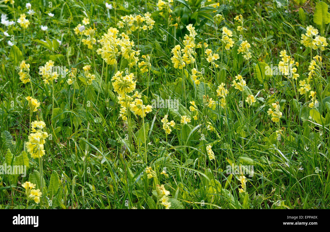 Yellow primrose in green grass full frame Stock Photo - Alamy