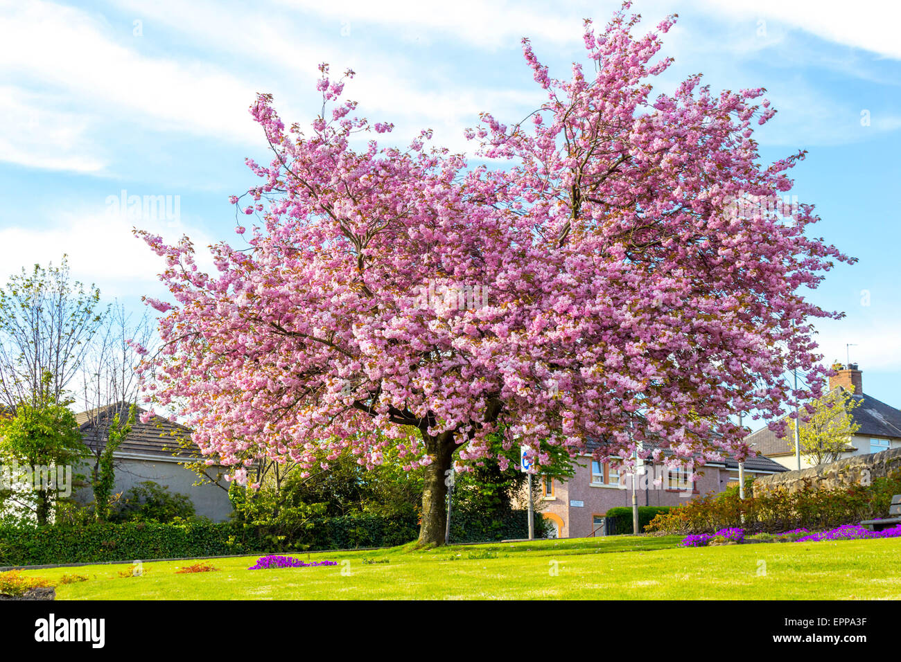 Beautiful Japanese cherry tree blossom in May Stock Photo - Alamy