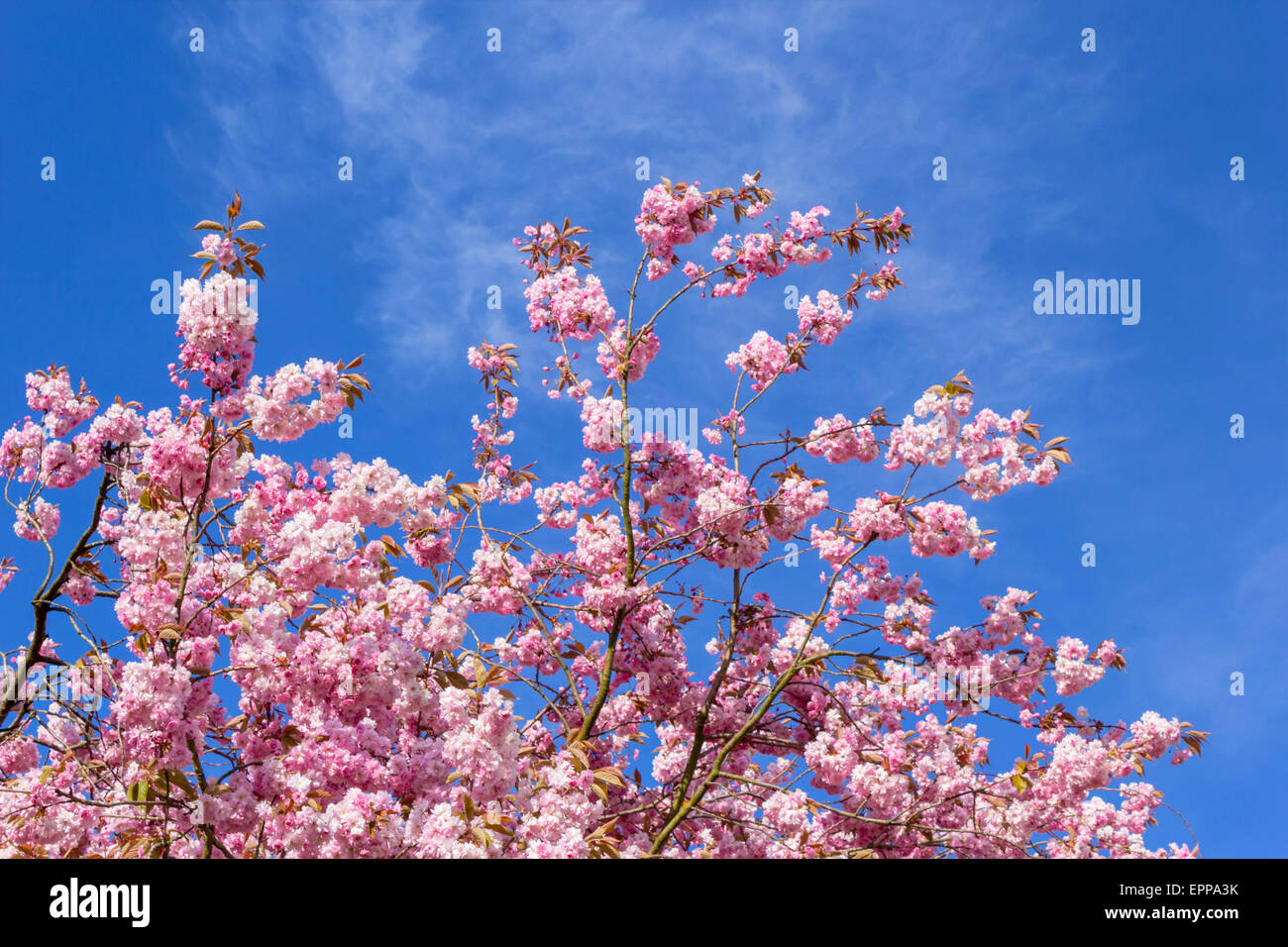 Beautiful Japanese cherry tree blossom in May Stock Photo - Alamy