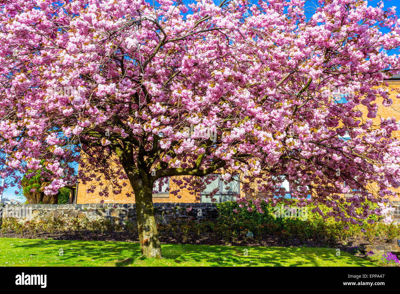 Beautiful Japanese cherry tree blossom in May Stock Photo - Alamy