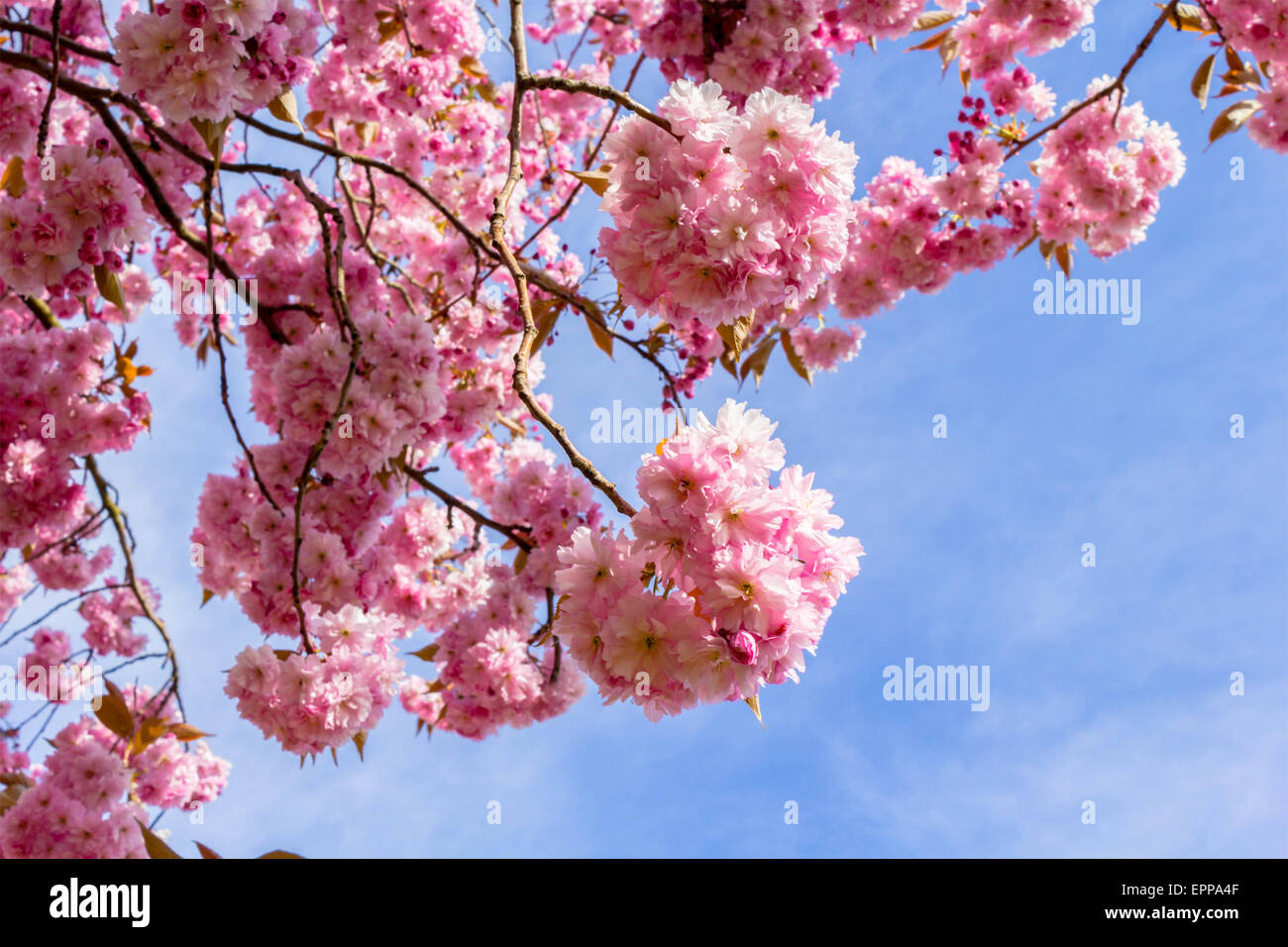 Beautiful Japanese cherry tree blossom in May Stock Photo - Alamy