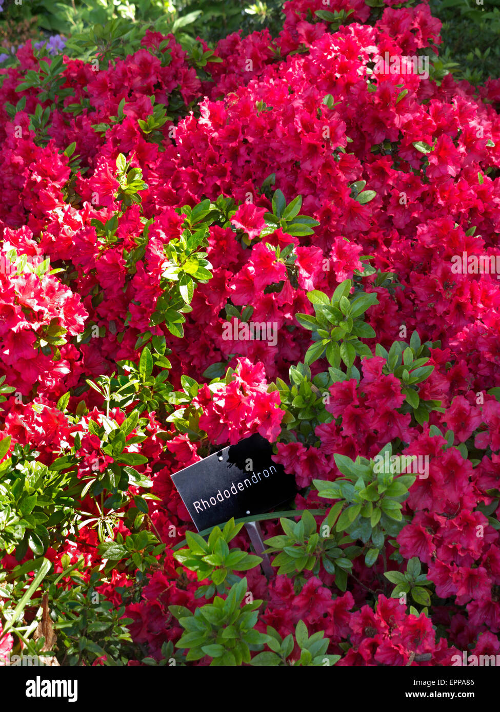 Rhododendron dopey hi-res stock photography and images - Alamy