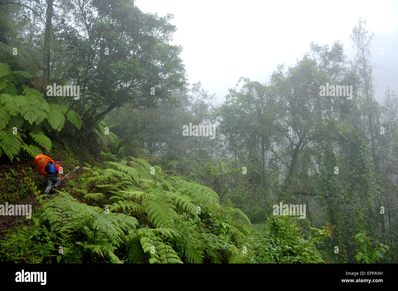 A kayaker hikes through the jungle carrying his kayak looking for new ...