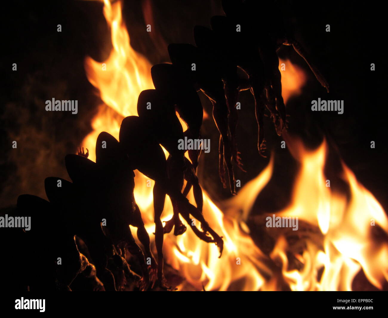 Orange frogs hi-res stock photography and images - Alamy