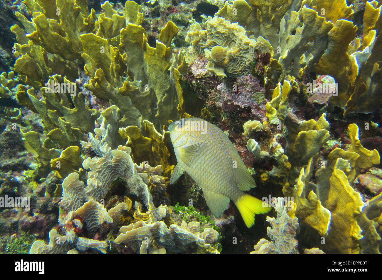 A tropical yellow fish at Rattan, Honduras Stock Photo - Alamy