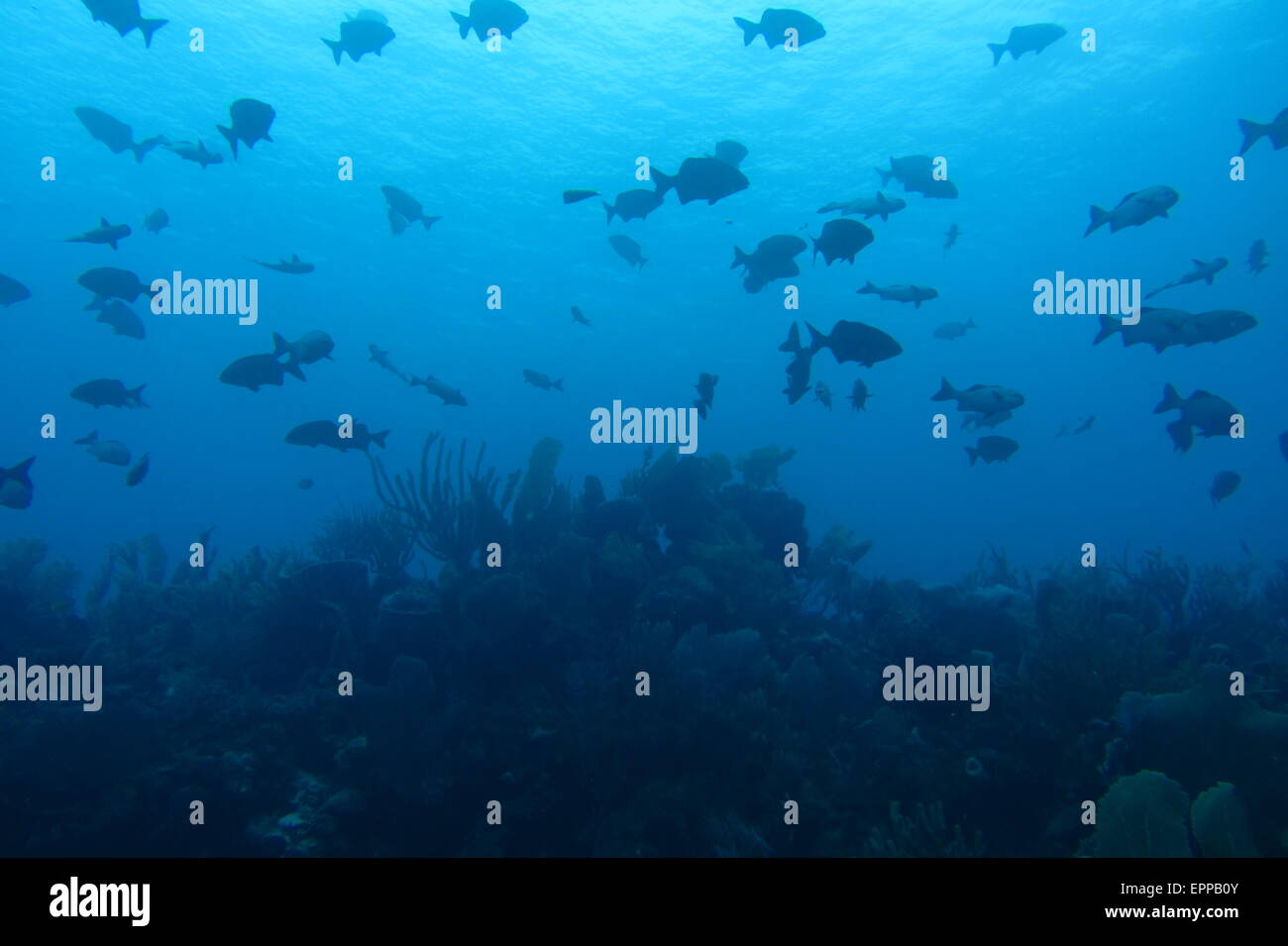 A school of fish in Rattan, Honduras Stock Photo - Alamy