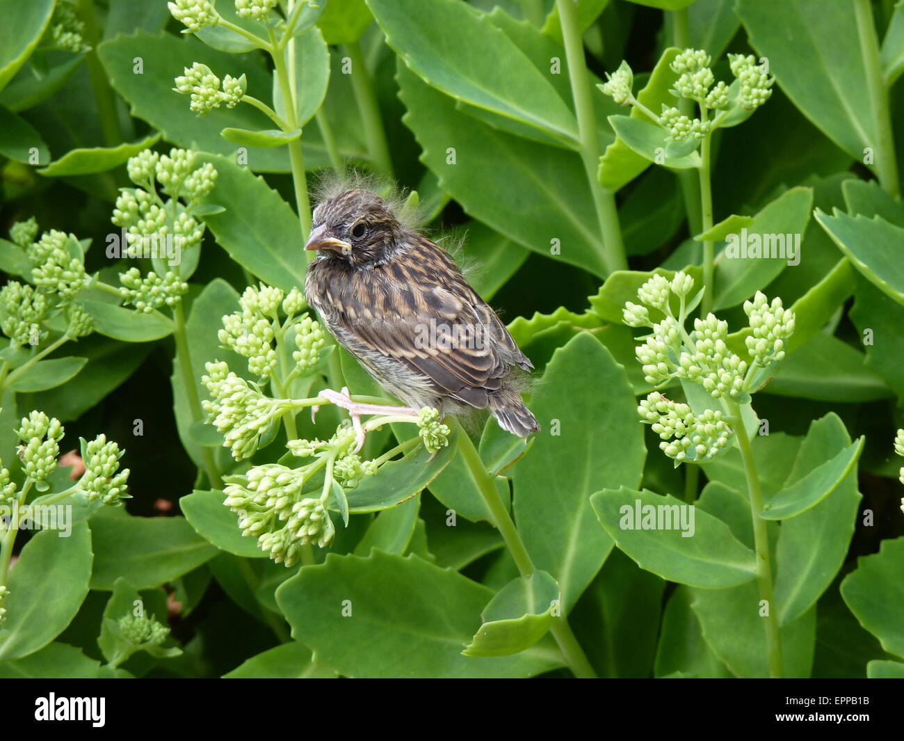 A hairy chick america robin Stock Photo - Alamy