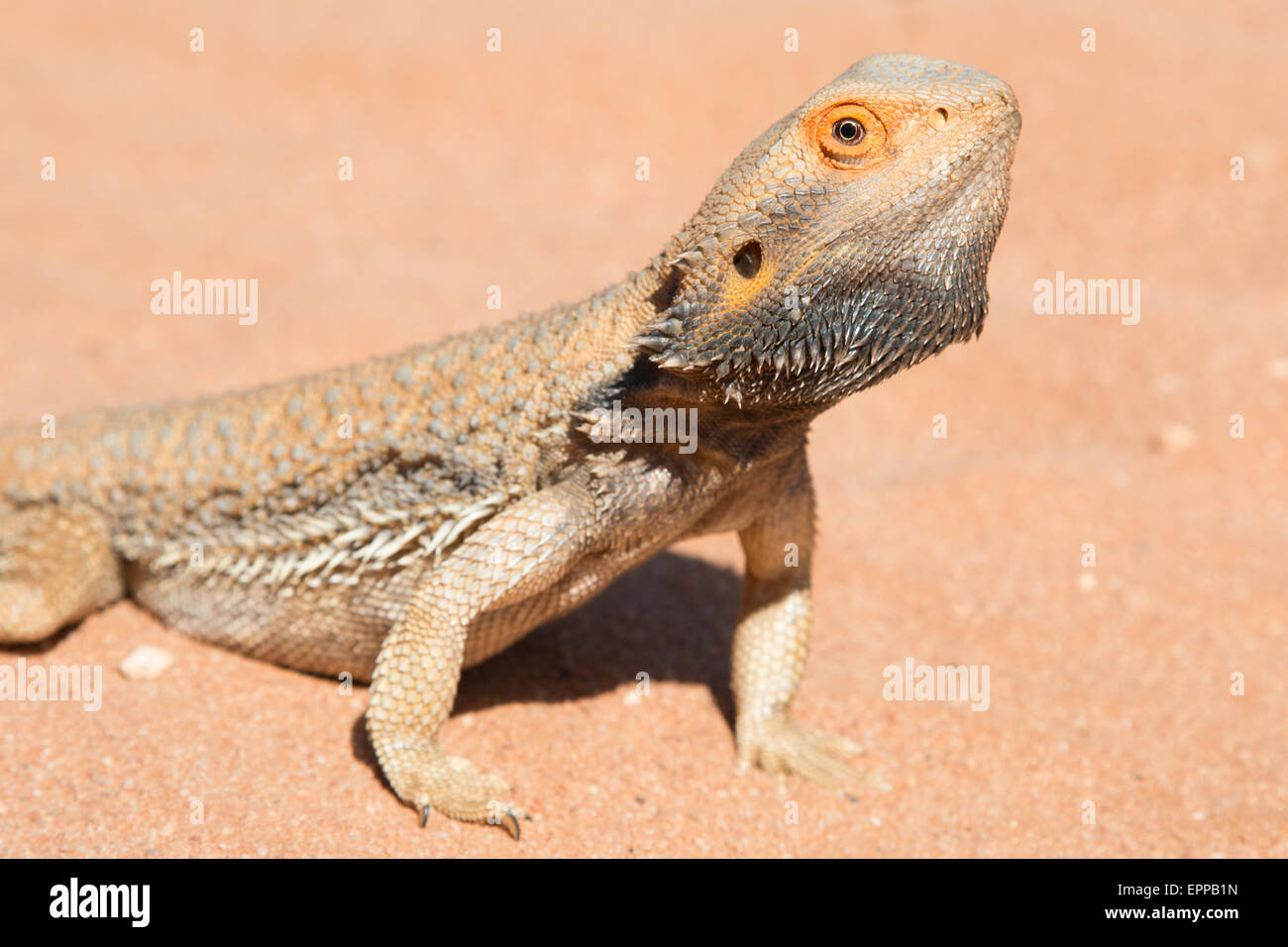 Eastern Bearded Dragon (Pogona barbata Stock Photo - Alamy