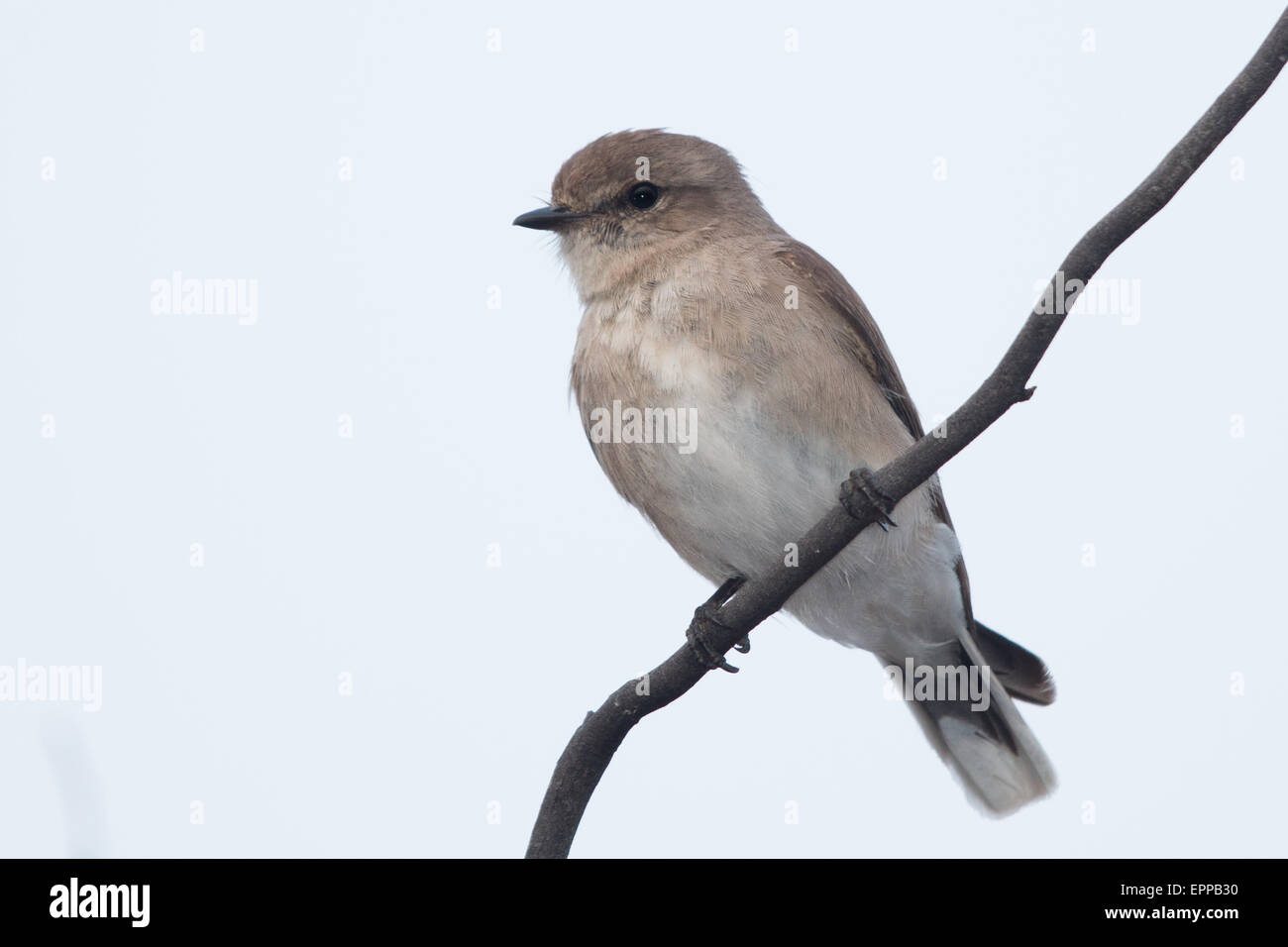 Jacky winter hi-res stock photography and images - Alamy