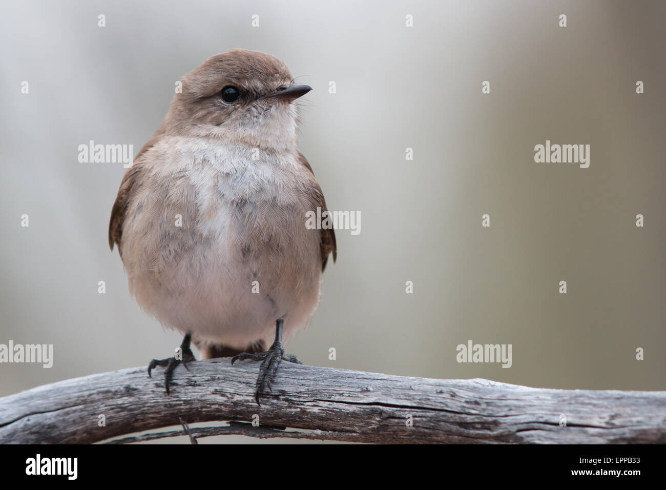 Jacky winter hi-res stock photography and images - Alamy