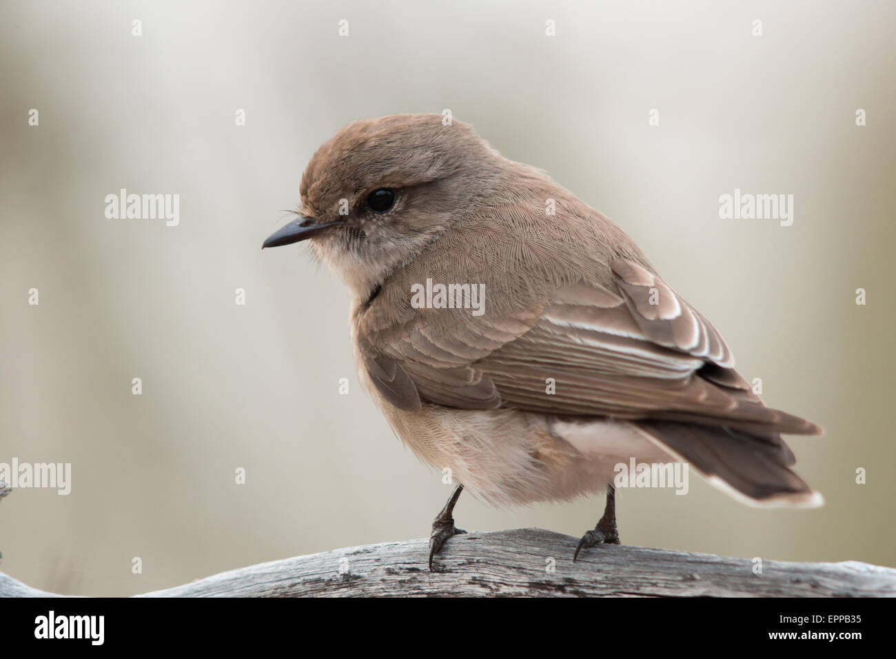 Jacky Winter (Microeca fascinans Stock Photo - Alamy