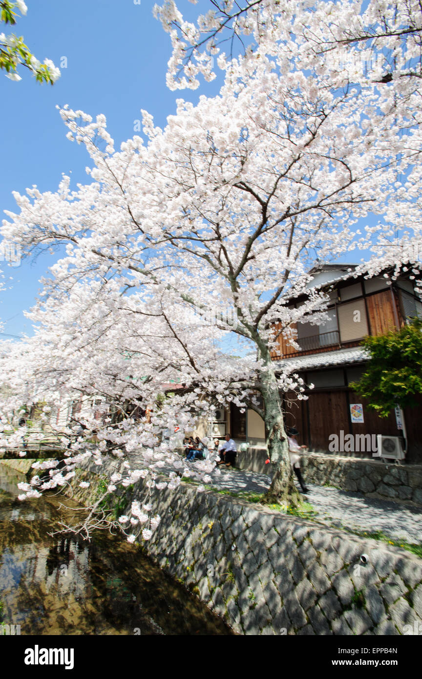 The Cherry Blossom season. Spring has arrived in Kyoto Japan and it is ...