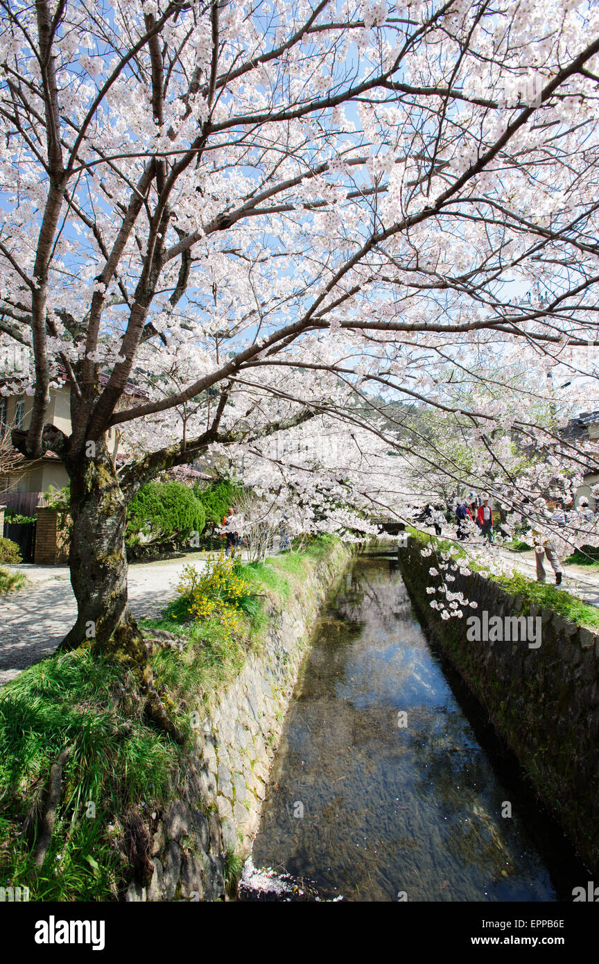 The Cherry Blossom season. Spring has arrived in Kyoto Japan and it is ...