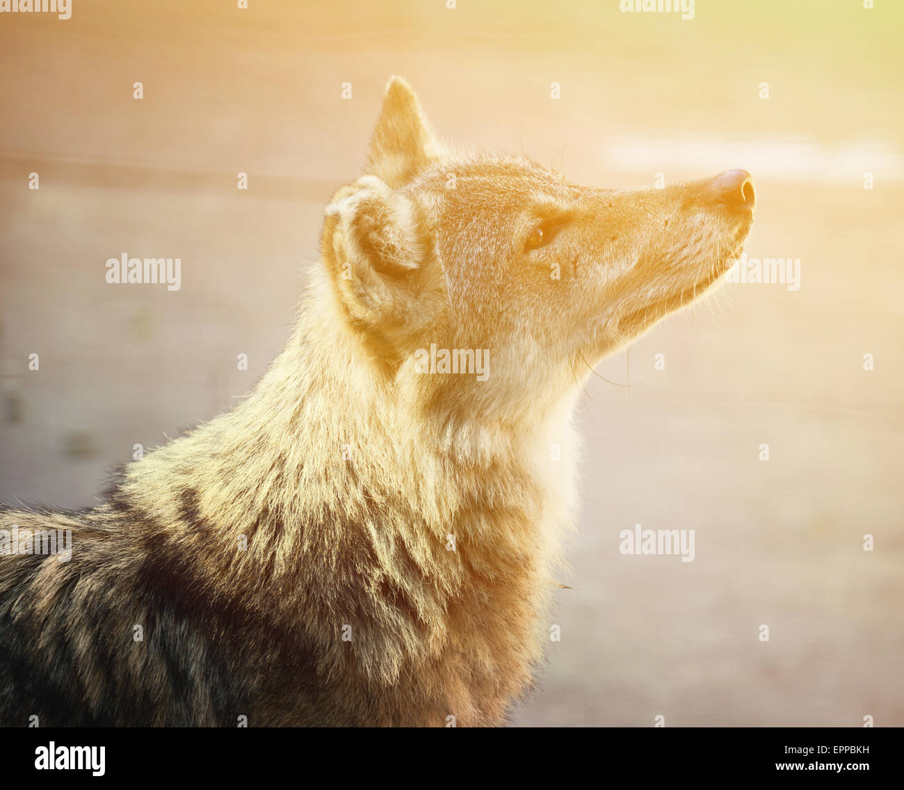 Beautiful wolf portrait Stock Photo - Alamy