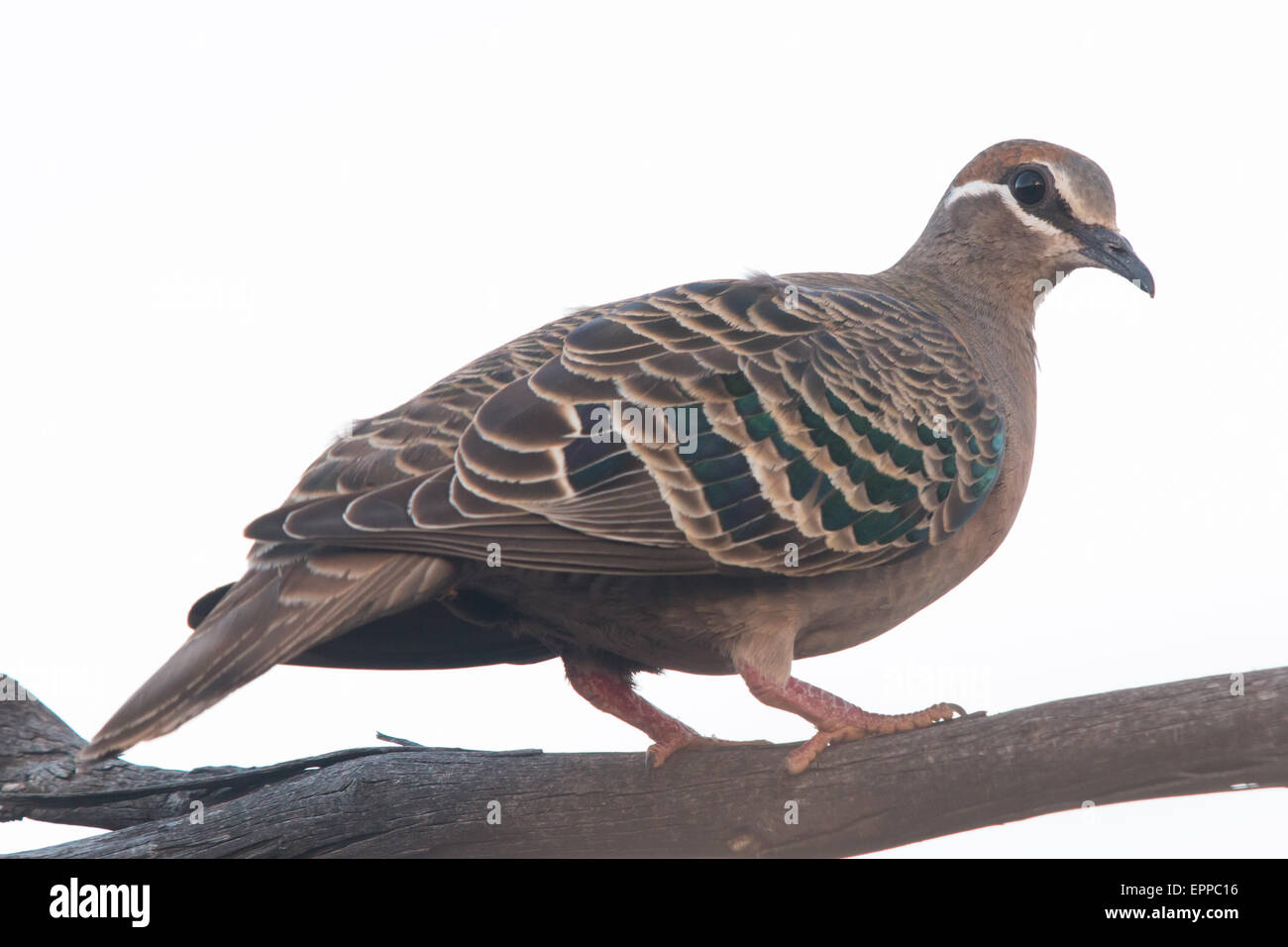 Common Bronzewing (Phaps chalcoptera Stock Photo - Alamy