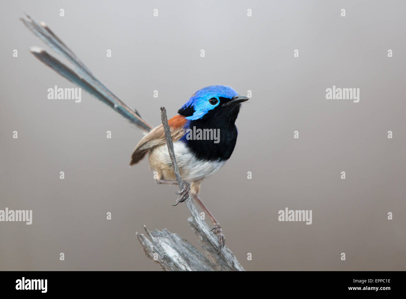 male Variegated Fairywren (Malurus lamberti Stock Photo - Alamy