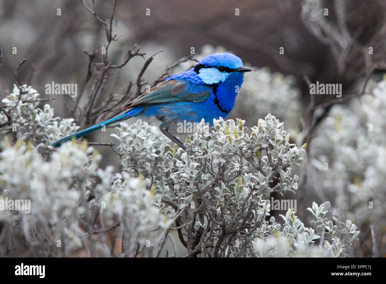 male Splendid Fairywren (Malurus splendens) perched on saltbush Stock ...
