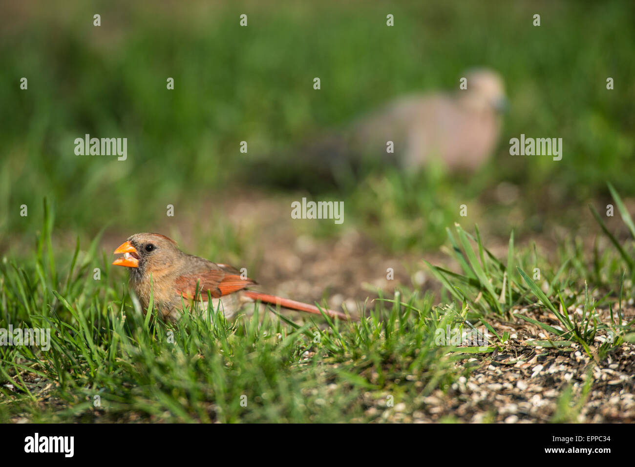 Female Northern Cardinal foraging for seeds on the ground with a ...