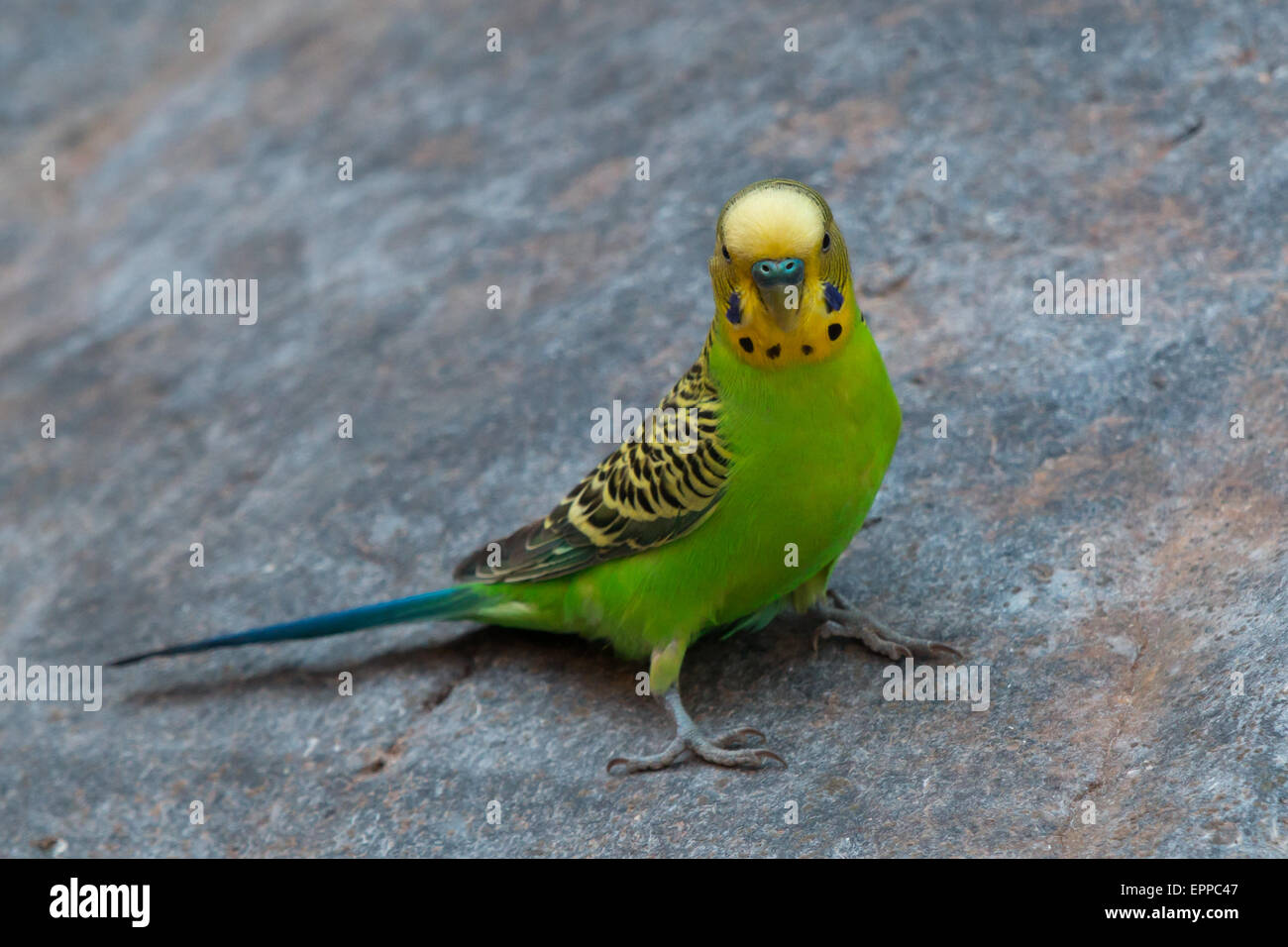 Australian budgerigar hi-res stock photography and images - Alamy