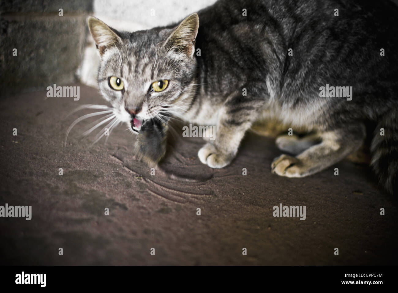 A barn cat eating a mouse on a farm in Keymar, MD Stock Photo - Alamy