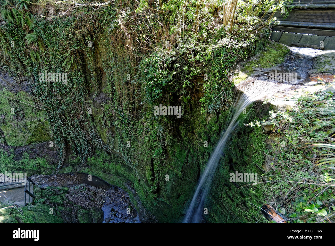 Pleasant walkways punctuate the wooded valley of Shanklin Chine, Isle ...