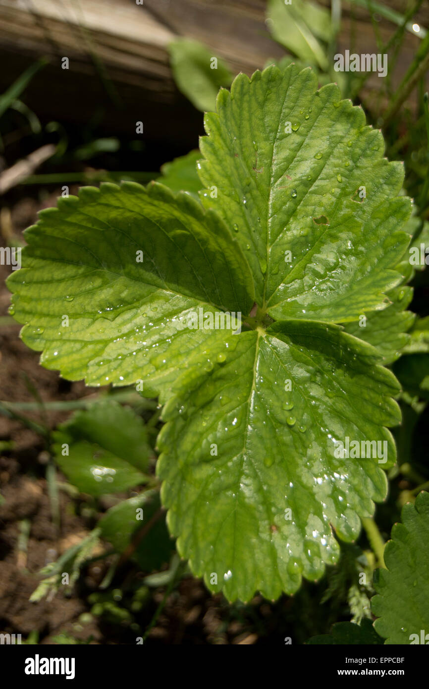 strawberry plant leaves Stock Photo - Alamy