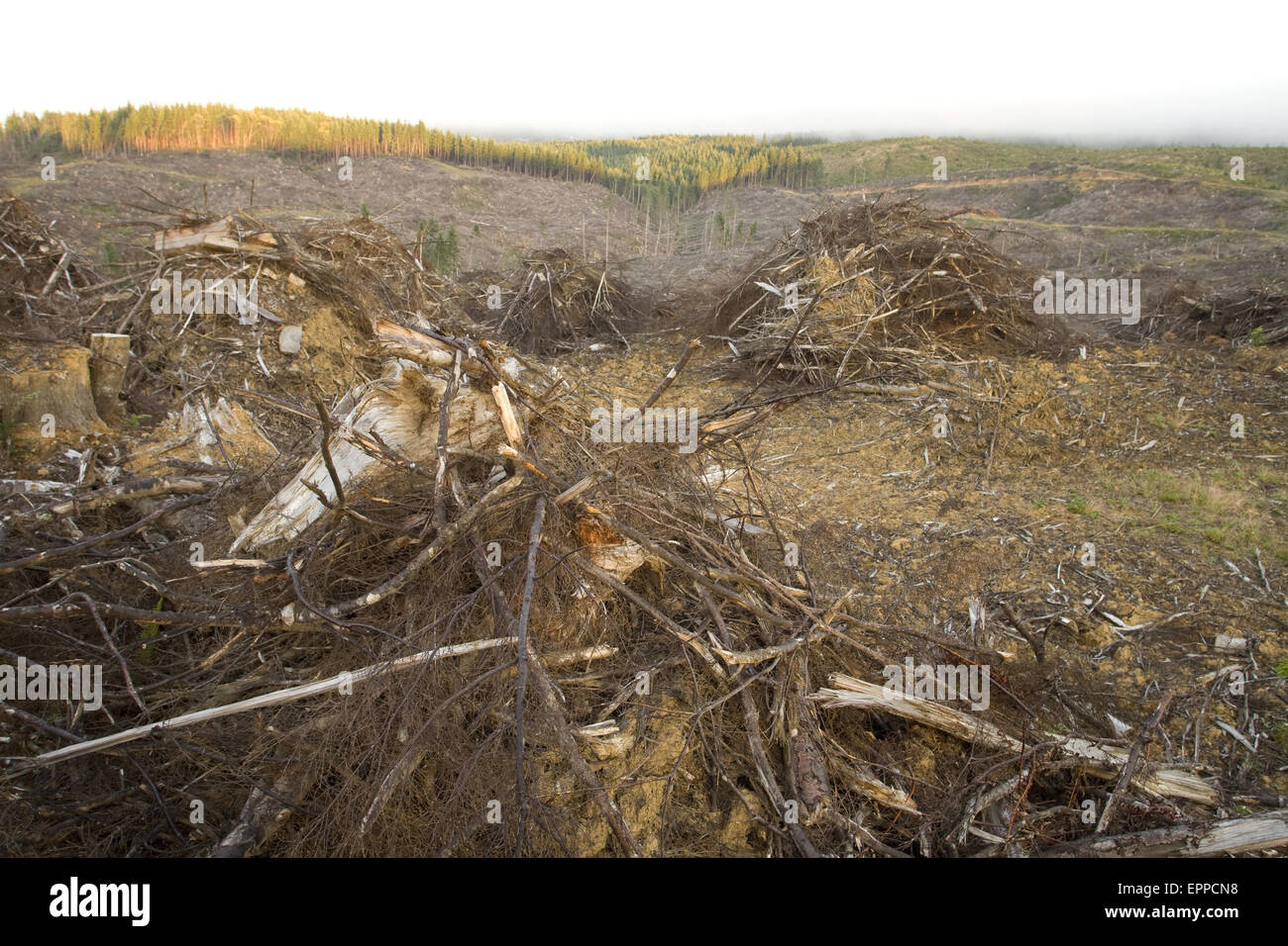 Clear cut logging in Oregon Stock Photo - Alamy