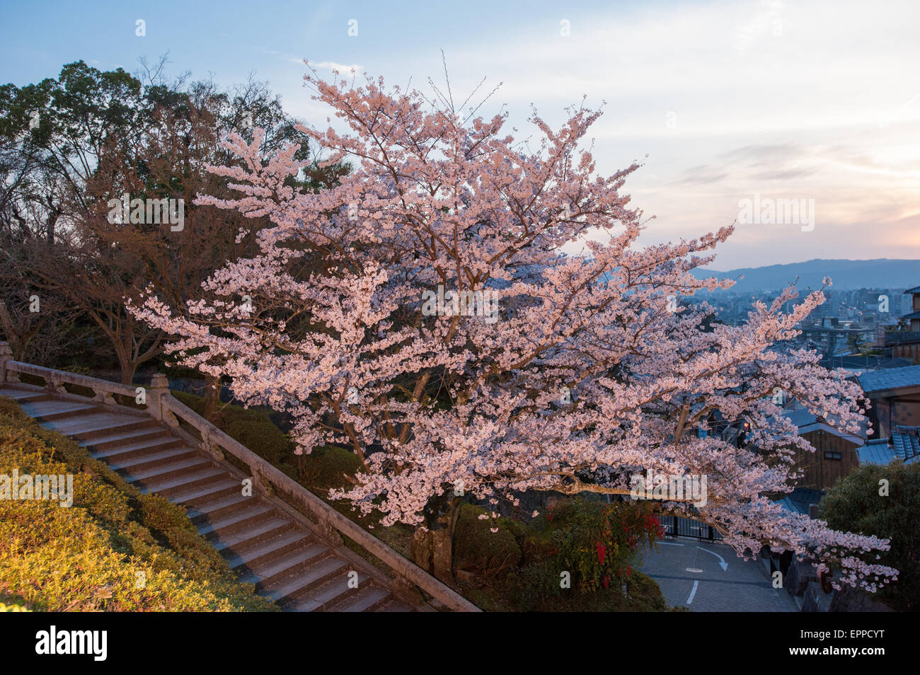 The Cherry Blossom season. Spring has arrived in Kyoto Japan and it is ...