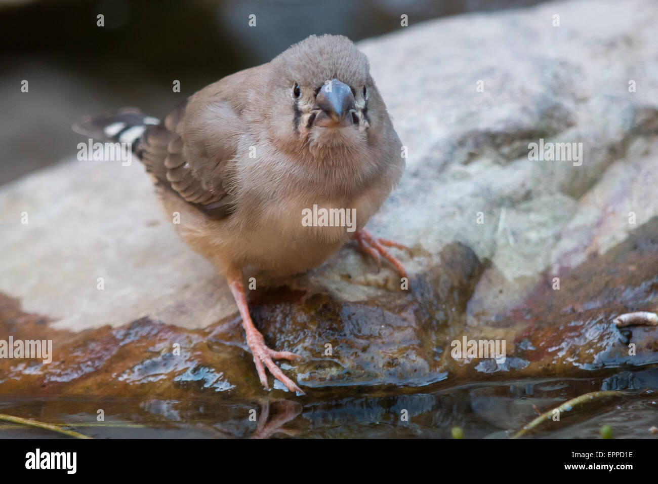 Juvenile Finch High Resolution Stock Photography and Images - Alamy