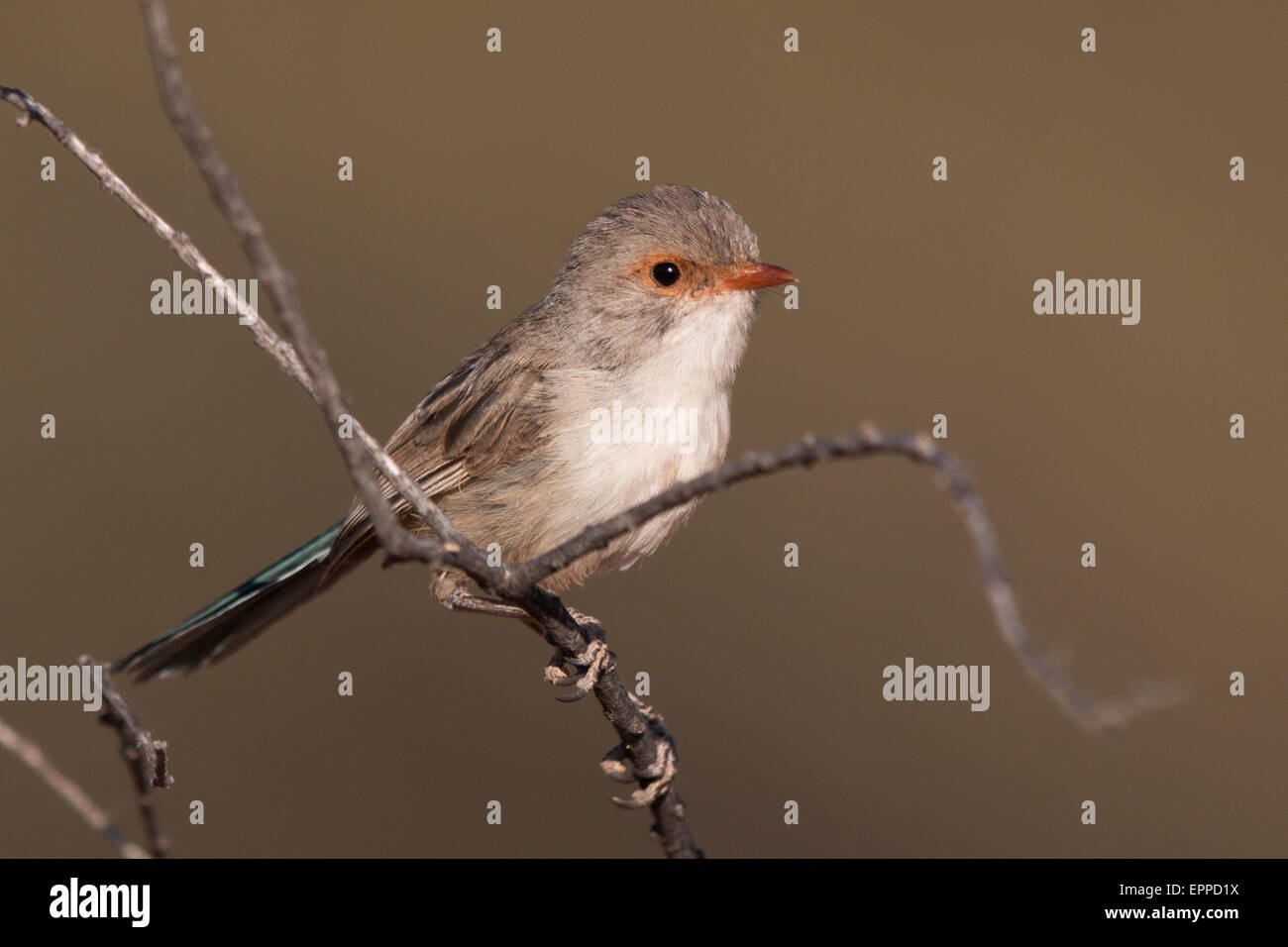female Splendid Fairywren (Malurus splendens Stock Photo - Alamy