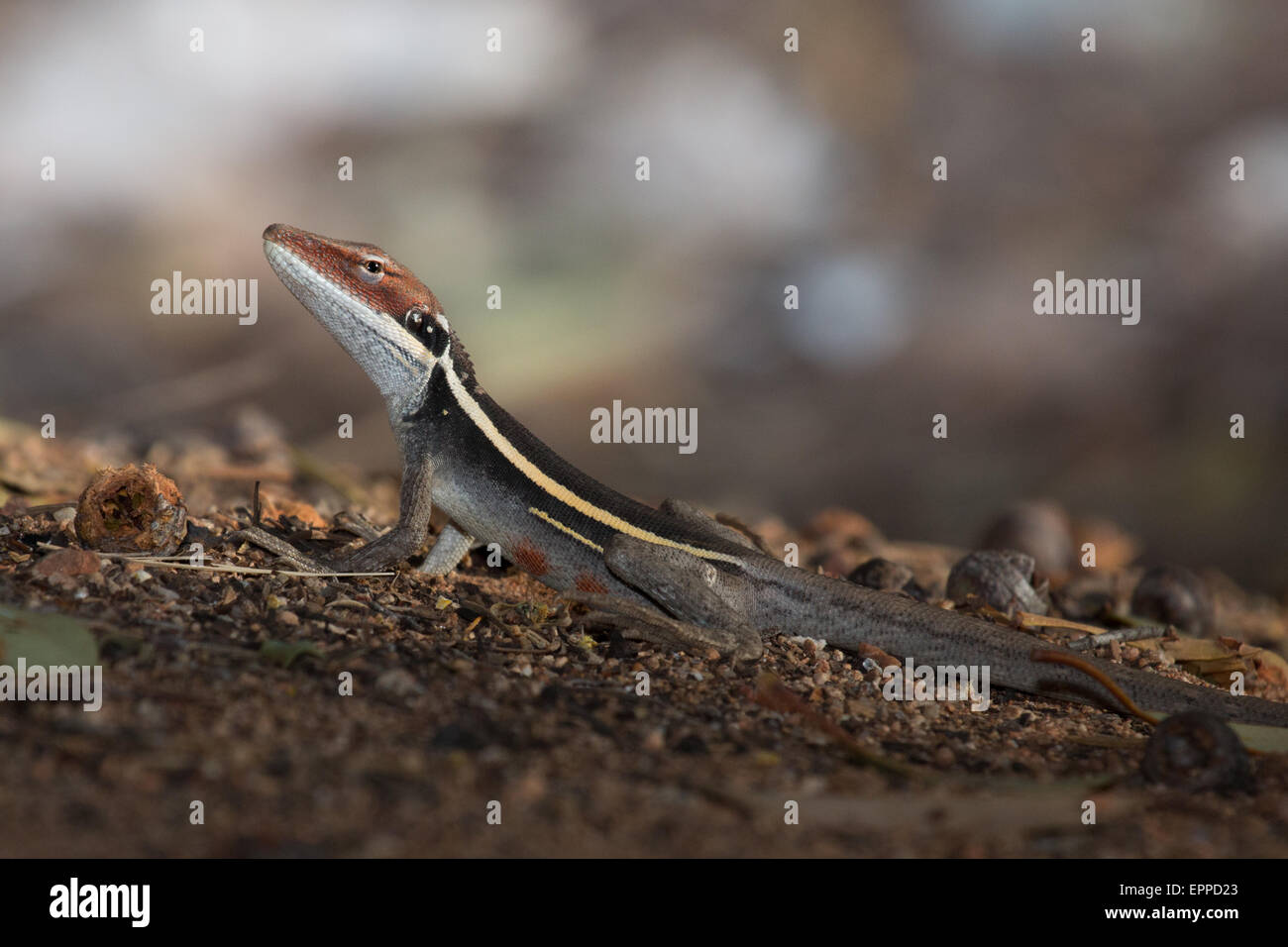 Long-nosed Dragon (Amphibolurus longirostris Stock Photo - Alamy