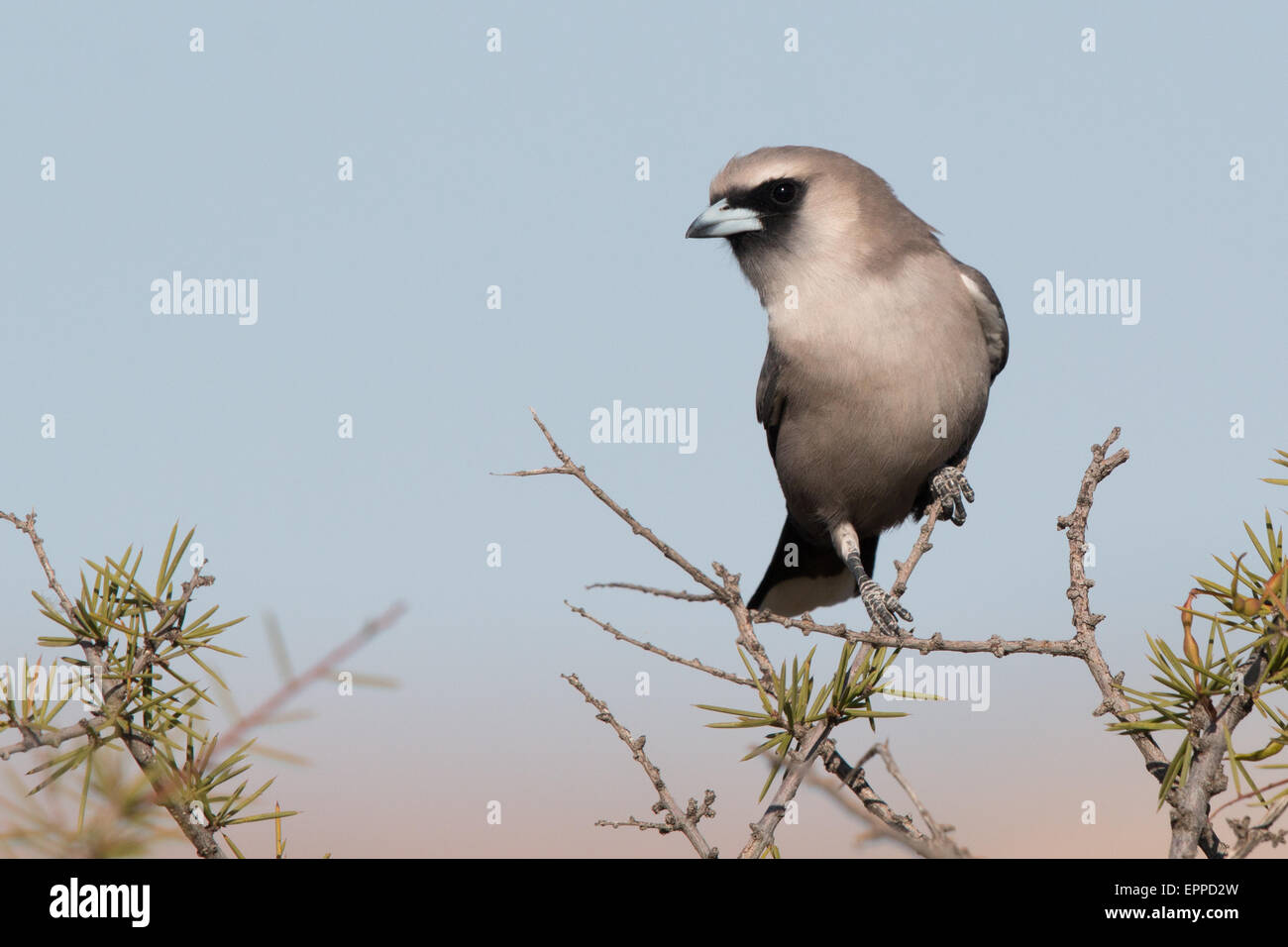 Black-faced Woodswallow (Artamus cinereus Stock Photo - Alamy
