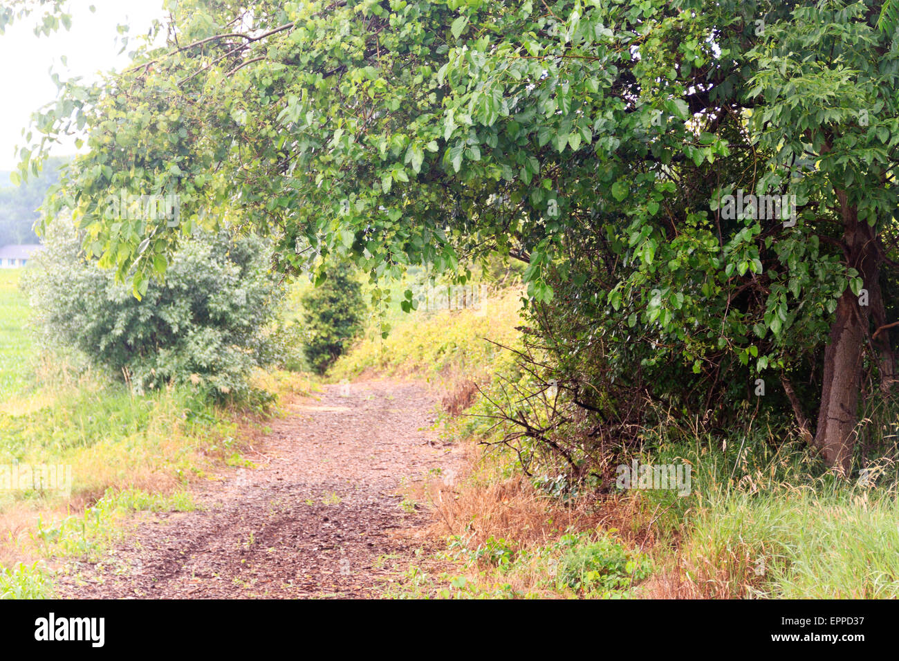 Overgrown summer dirt trail adventure Stock Photo - Alamy