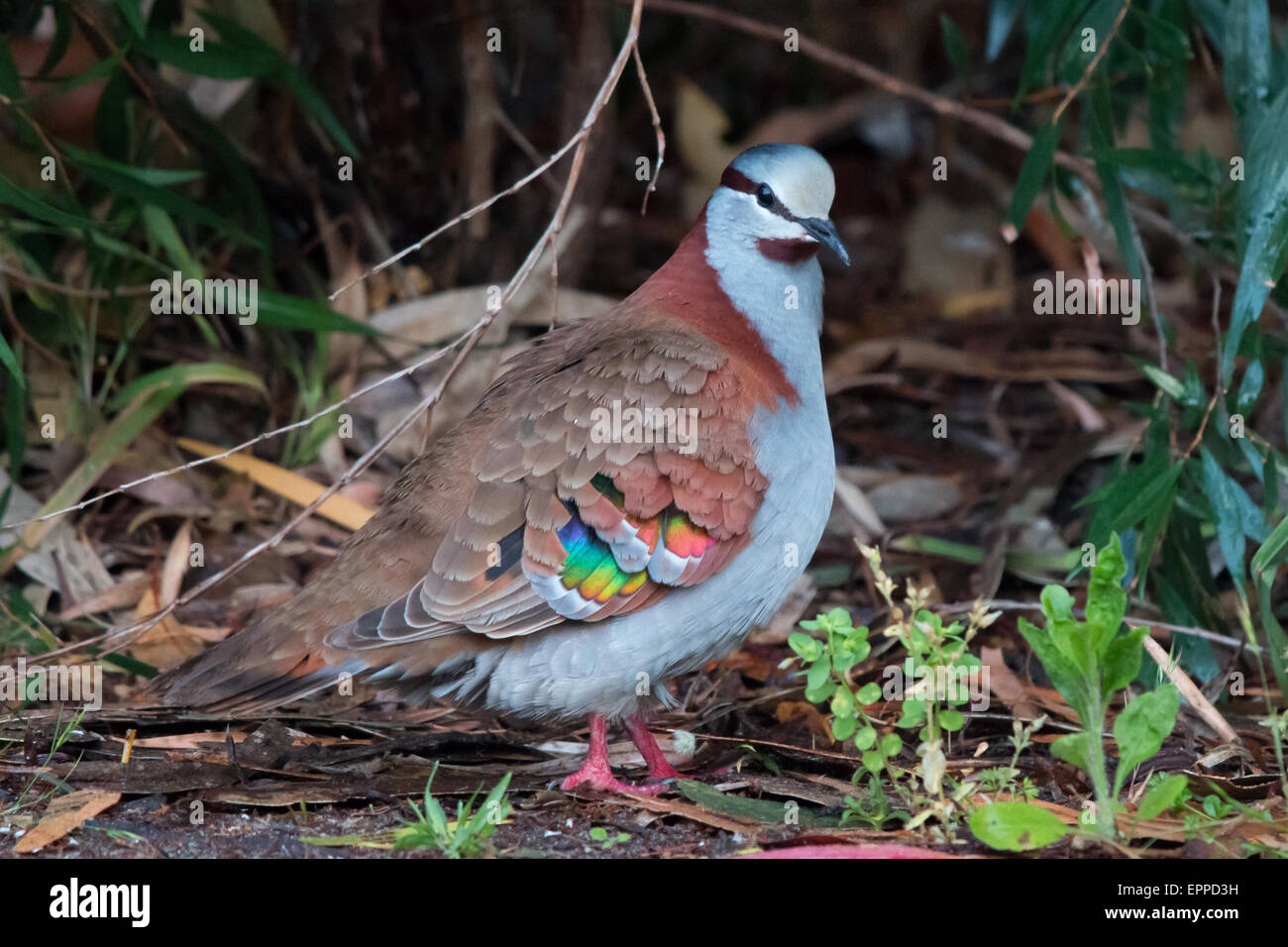 Phaps elegans hi-res stock photography and images - Alamy