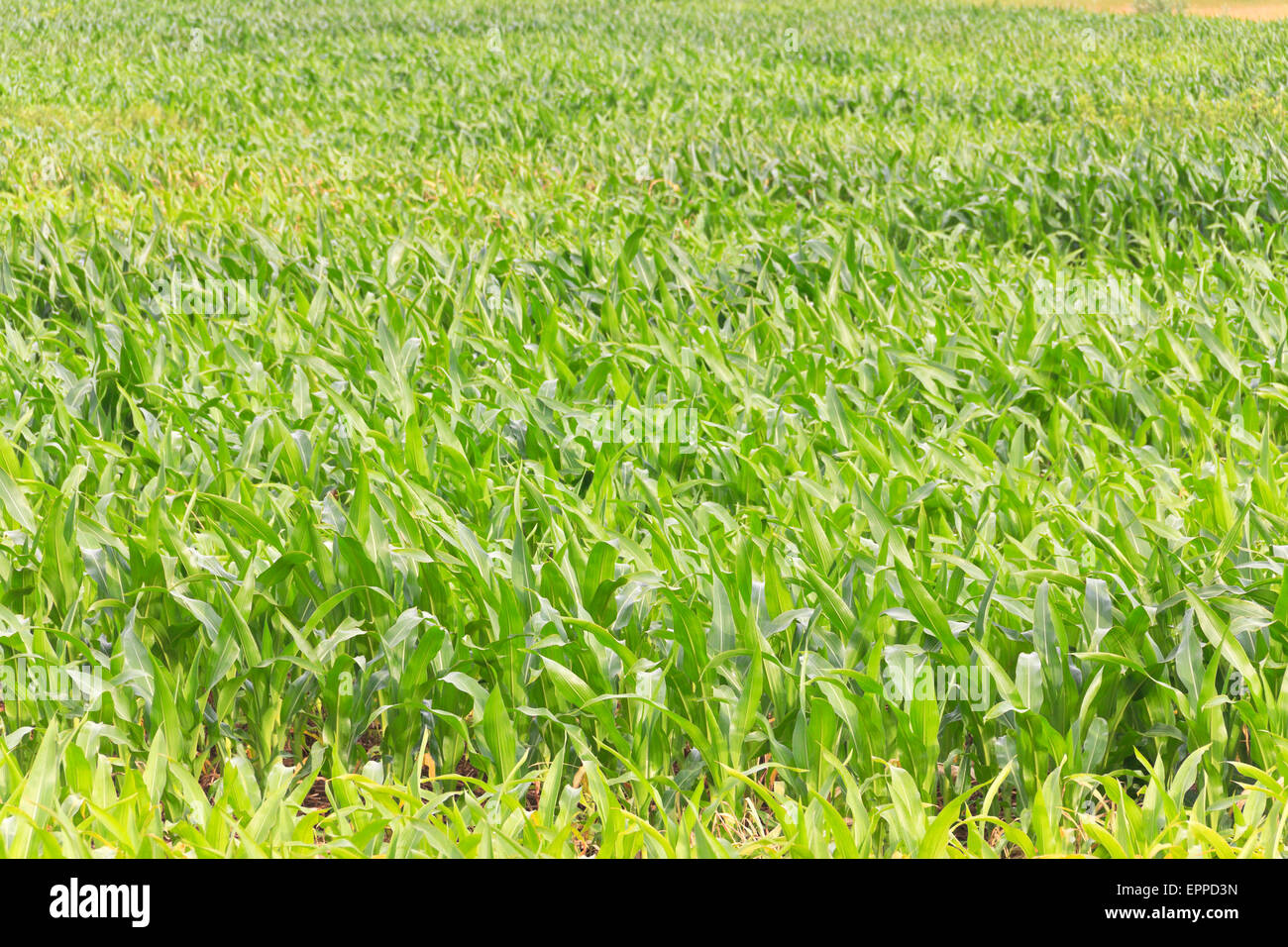 Farm crops fill the scene in this summer shot Stock Photo - Alamy